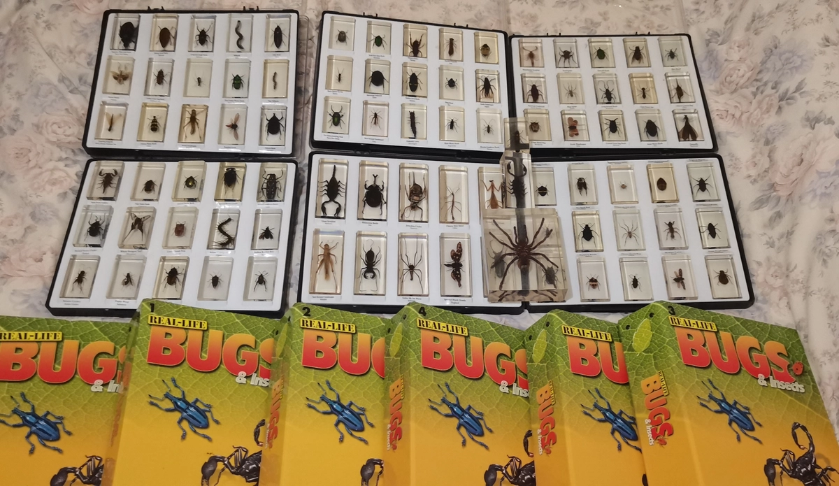 88 Pc Insect Collection with books. | Alternative Thrift Store | After ...